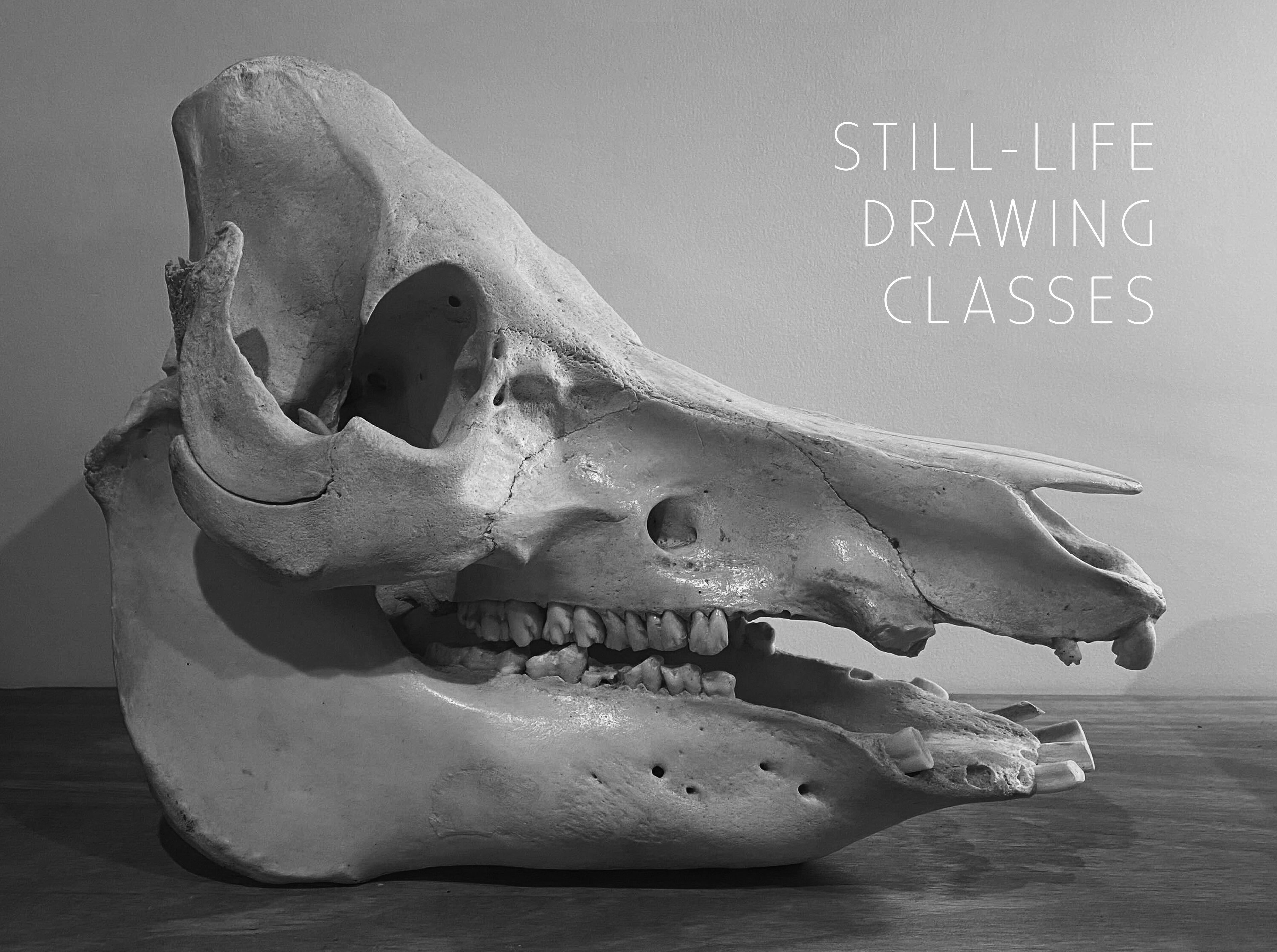 In-store Still Life Drawing Session [19th February] – Iglootree